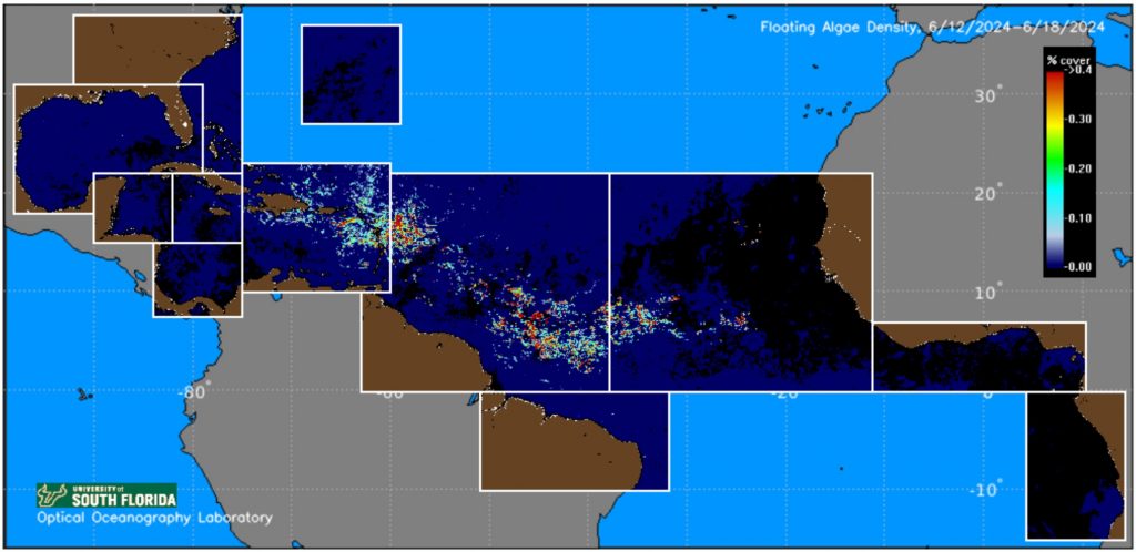 Mexico's Sargassum Seaweed Season 2024 (Maps, Forecast, Reports)