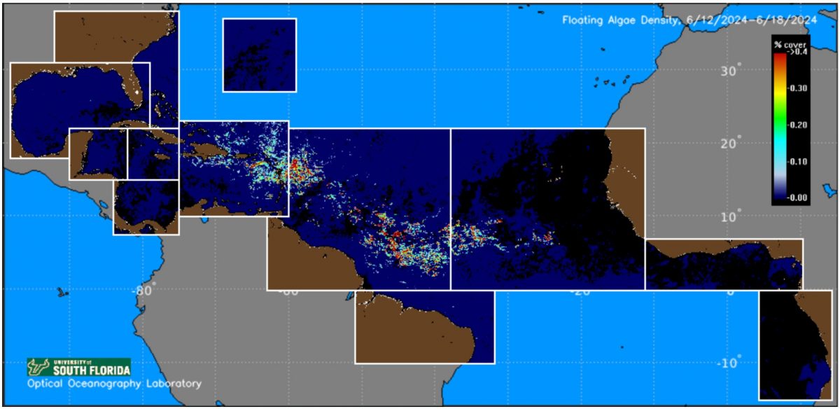 Mexico's Sargassum Seaweed Season 2024 (Maps, Forecast, Reports)
