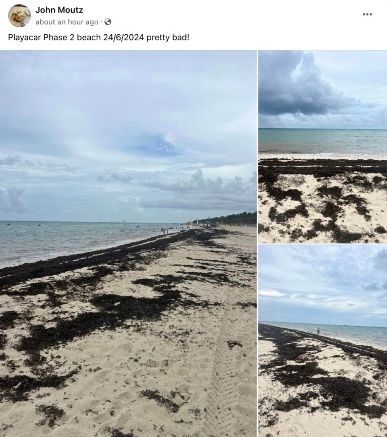 Mexico's Sargassum Seaweed Season 2024 (Maps, Forecast, Reports)