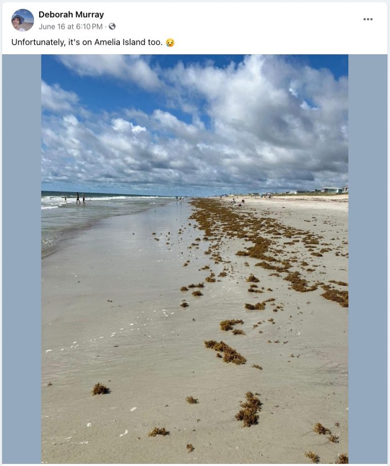 Florida Sargassum Seaweed Season 2024 (Report, Maps, Forecast)