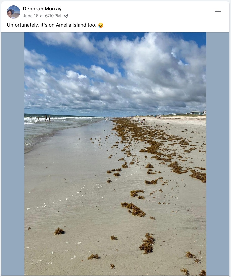 Florida Sargassum Seaweed Season 2024 (Report, Maps, Forecast)