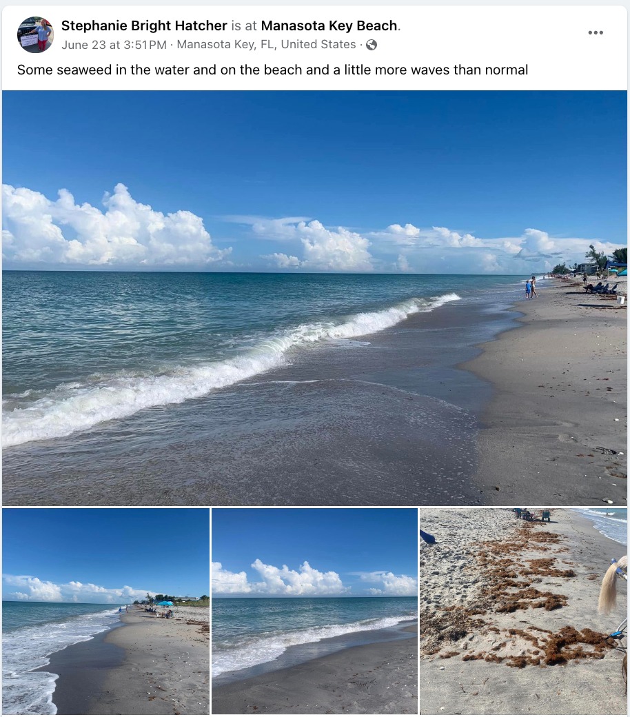 Florida Sargassum Seaweed Season 2024 (Report, Maps, Forecast)