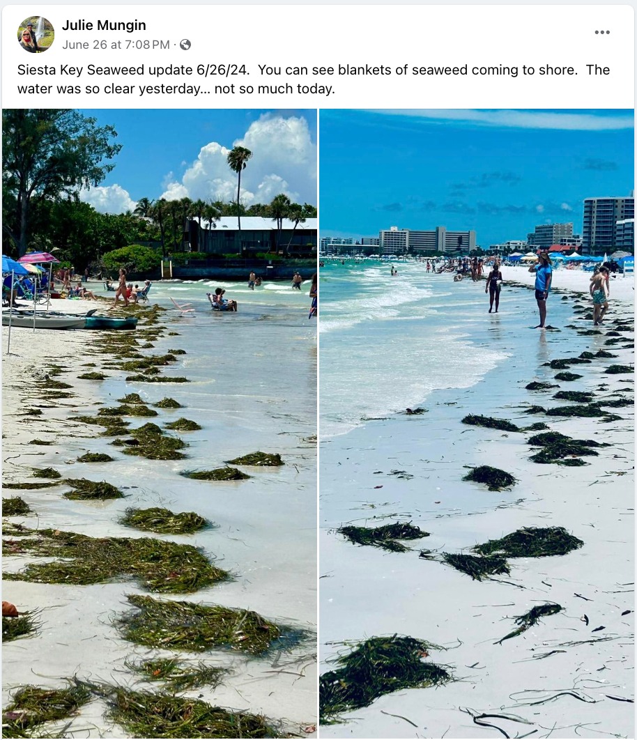 Florida Sargassum Seaweed Season 2024 (Report, Maps, Forecast)