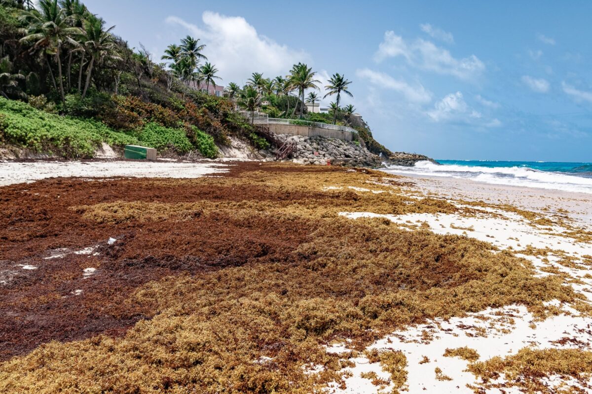 Sargassum Creating Havoc For Visitors To This Popular Caribbean Island