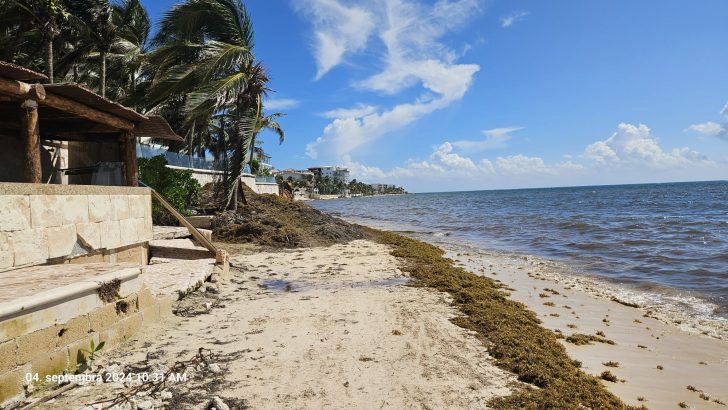 Mexico's Sargassum Seaweed Season 2025 (Maps, Forecast, Reports)