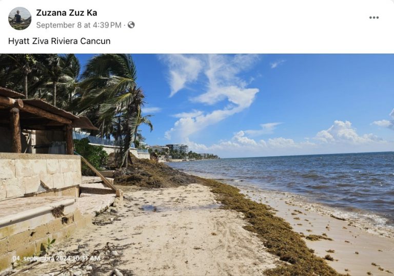 Mexico Sargassum Season 2025: Maps, Forecast, Cancun, Tulum, etc.