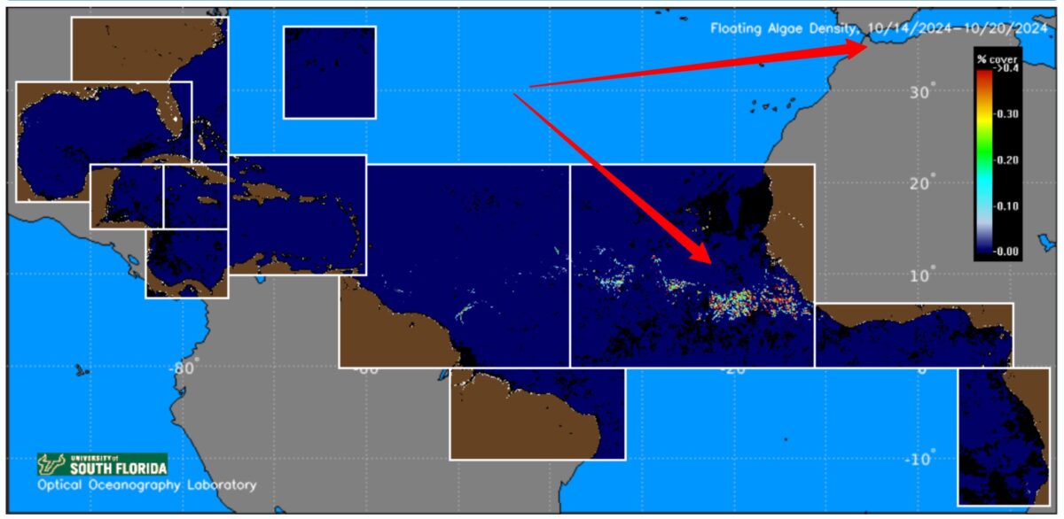 Mexico Sargassum Season 2025: Maps, Forecast, Cancun, Tulum, etc.