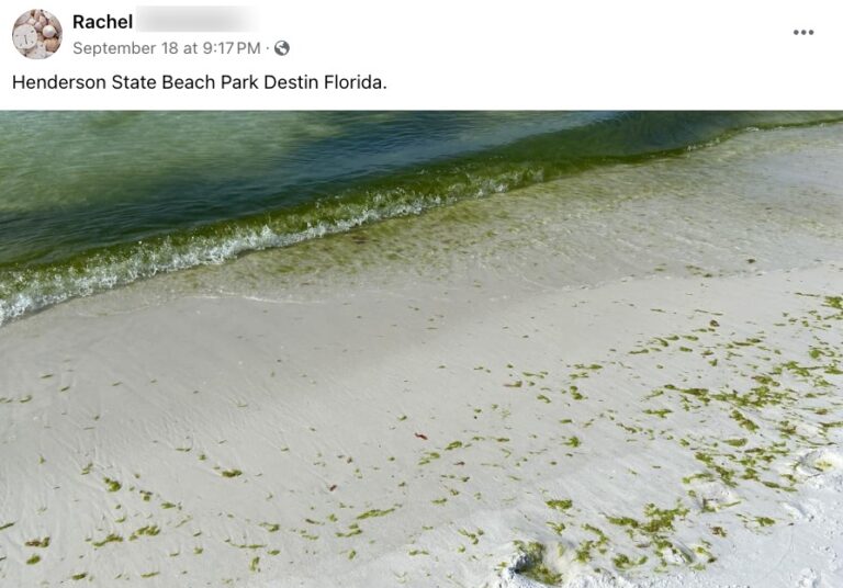 Florida Sargassum Seaweed Season 2024 (Report, Maps, Forecast)