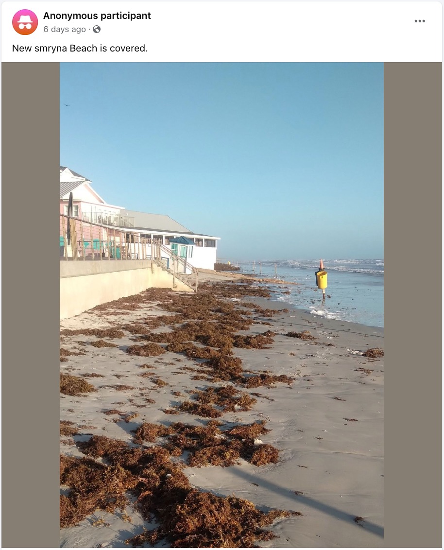 Florida Sargassum Seaweed Season 2024 (Report, Maps, Forecast)