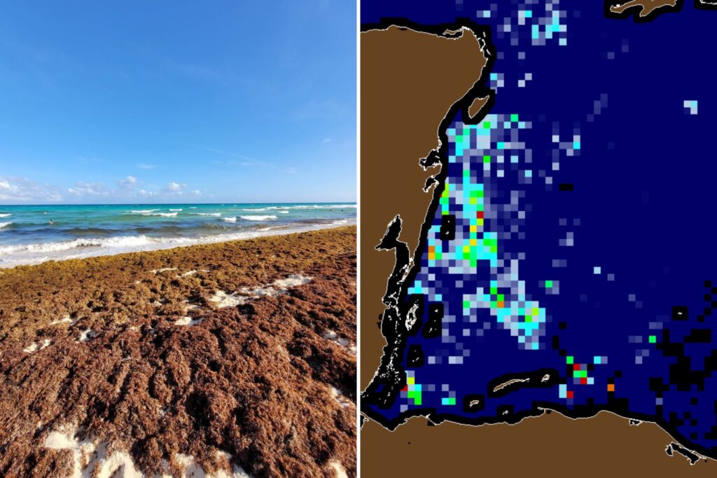 Mexico Sargassum Season 2025: Maps, Forecast, Cancun, Tulum, etc.